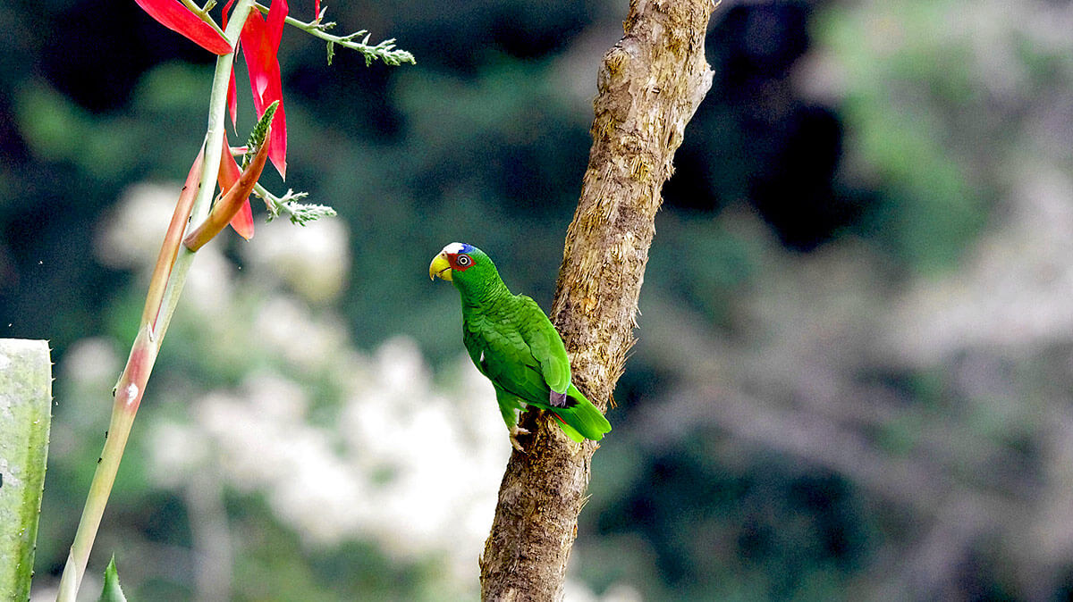 Birding Trips · The Audubon Shop | Birder Supplies, Birdwatching ...