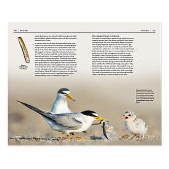 A Field Guide to Cape Cod