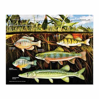 A Field Guide to Cape Cod