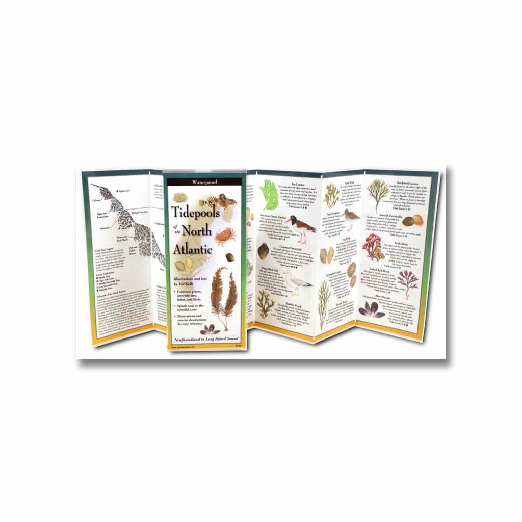 Folding Field Guide Tidepools of the North Atlantic