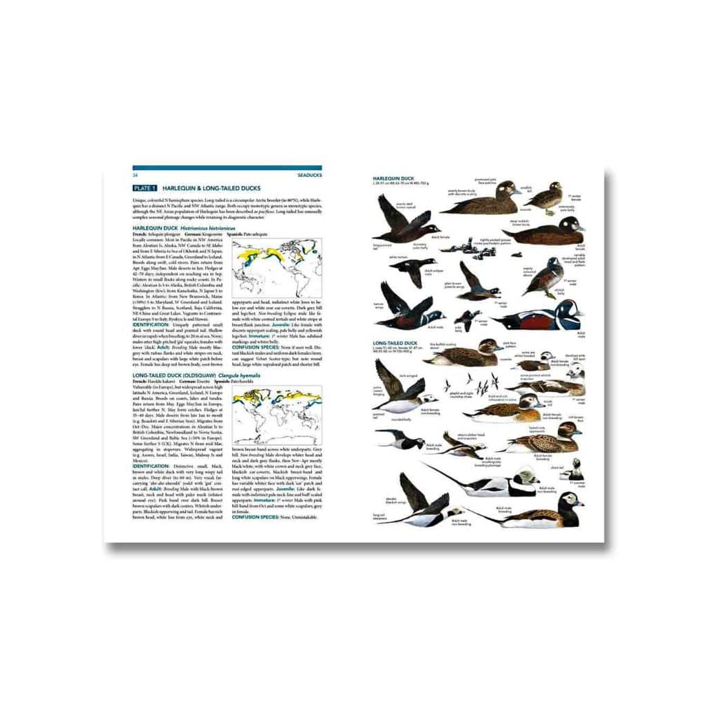 Seabirds the New Identification Guide