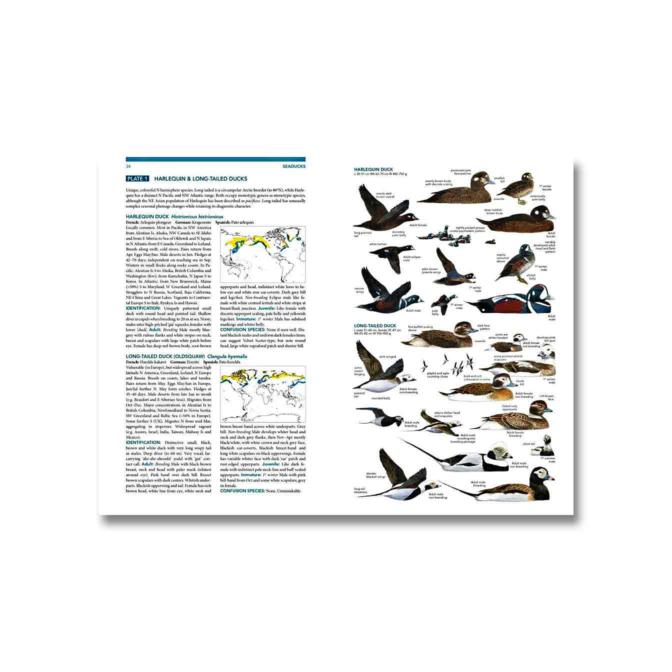 Seabirds the New Identification Guide