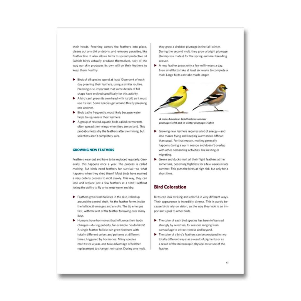 What it's Like to Be a Bird Adapted for Young Readers