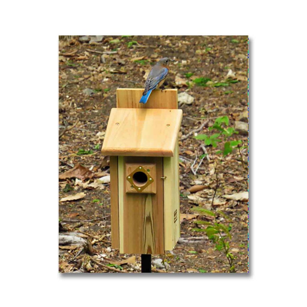 Cedar Bluebird Nesting Box